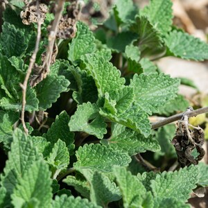 Catnip (nepeta Cataria) Seeds - Perennial - Edible, , Fragrant, Fast ...
