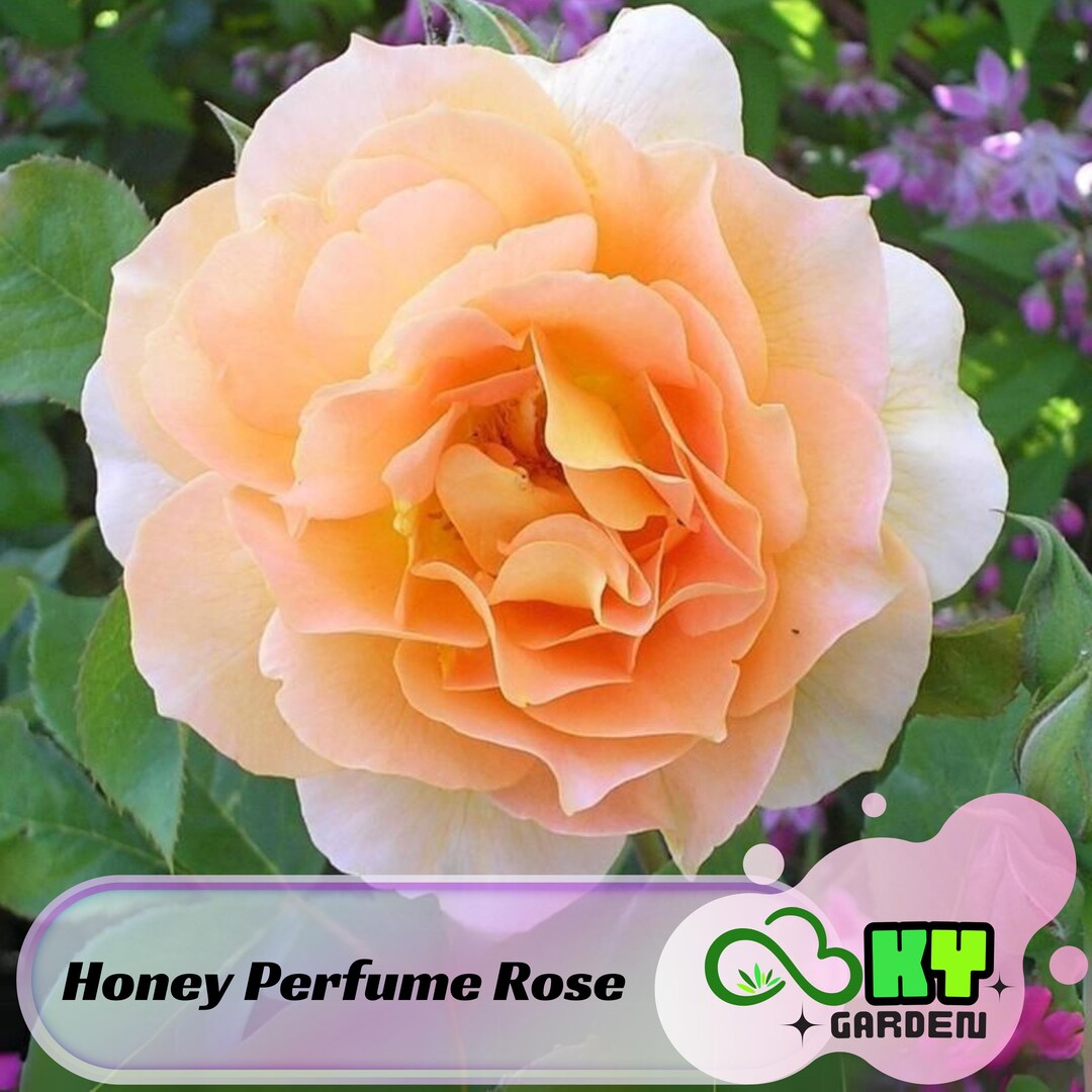 Honey Perfume Rose Seeds - Perennial, Open-pollinating, Deciduous ...