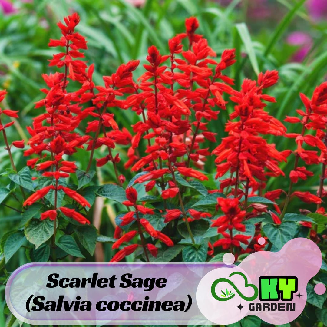 Scarlet Sage (salvia Coccinea) Seeds - Annual - Edible, Fragrant ...
