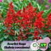 Scarlet Sage (salvia Coccinea) Seeds - Annual - Edible, Fragrant ...