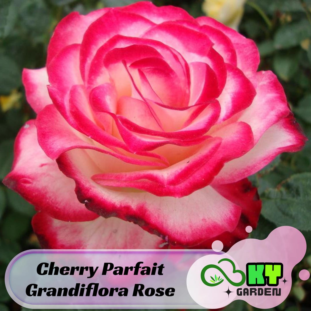 15s|cherry Parfait Grandiflora Rose Seeds , Open-pollinating, Deciduous ...