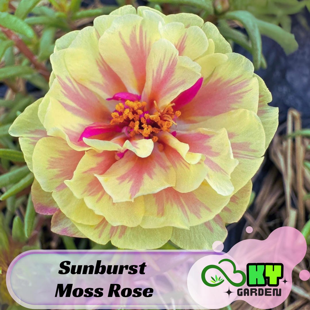 Sunburst Moss Rose Seeds - Low Maintenance,ground Cover, Attracts ...