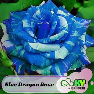 Blue Dragon Rose Seeds - Perennial, Cold Resistant, Open-pollinating ...
