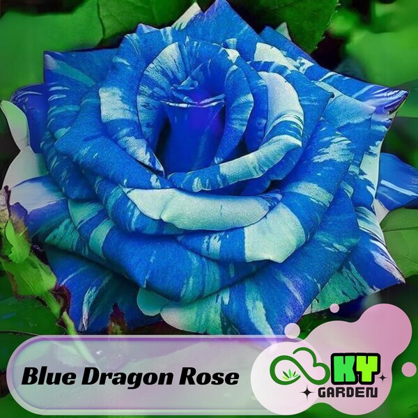 Blue Rose Plant - Etsy