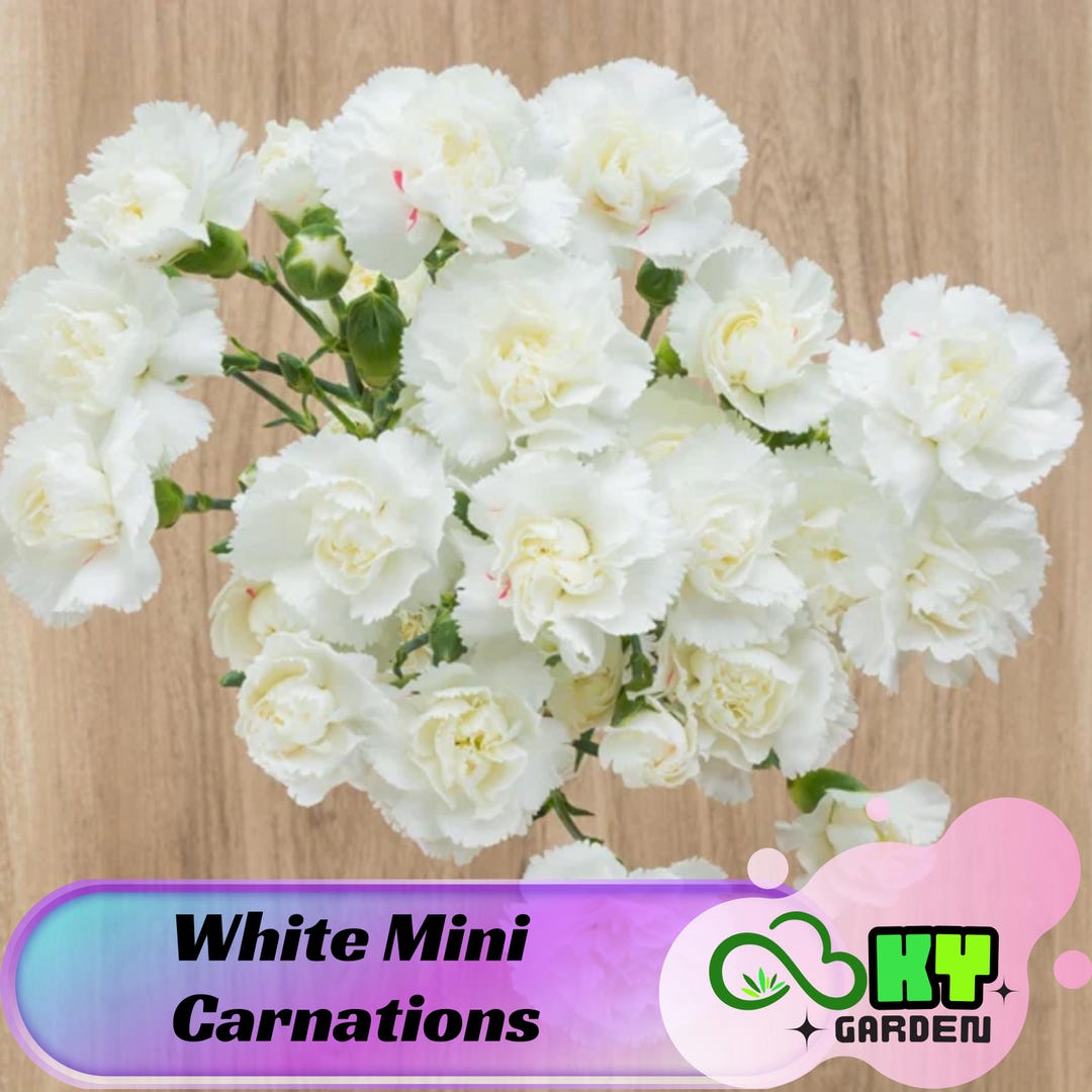 White Mini Carnations Seeds - Showy Blooms, Compact Growth, Attracts ...