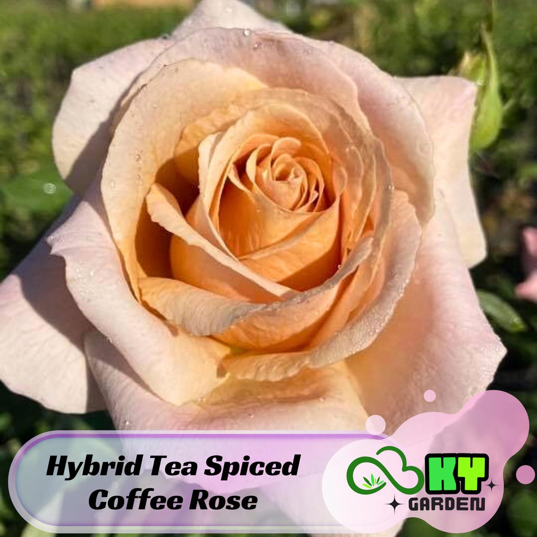 15s|hybrid Tea Spiced Coffee Rose Seeds - Perennial, Open-pollinating ...