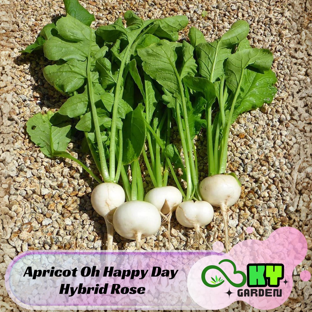 Radish Hailstone Seeds - Annual - Edible, Fast Growing, Cold Resistant ...