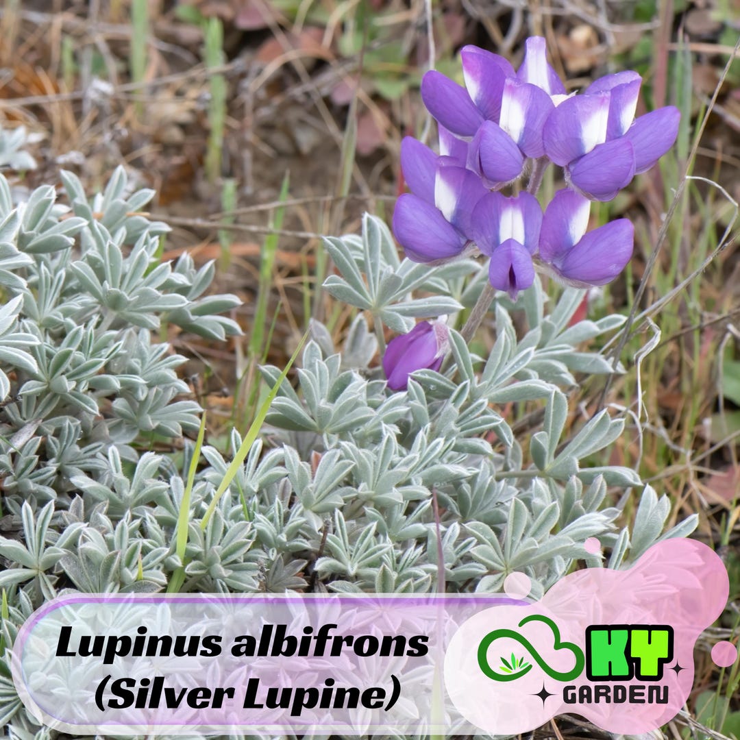 Lupinus Albifrons (silver Lupine) Seeds - Fast Growing, Drought ...
