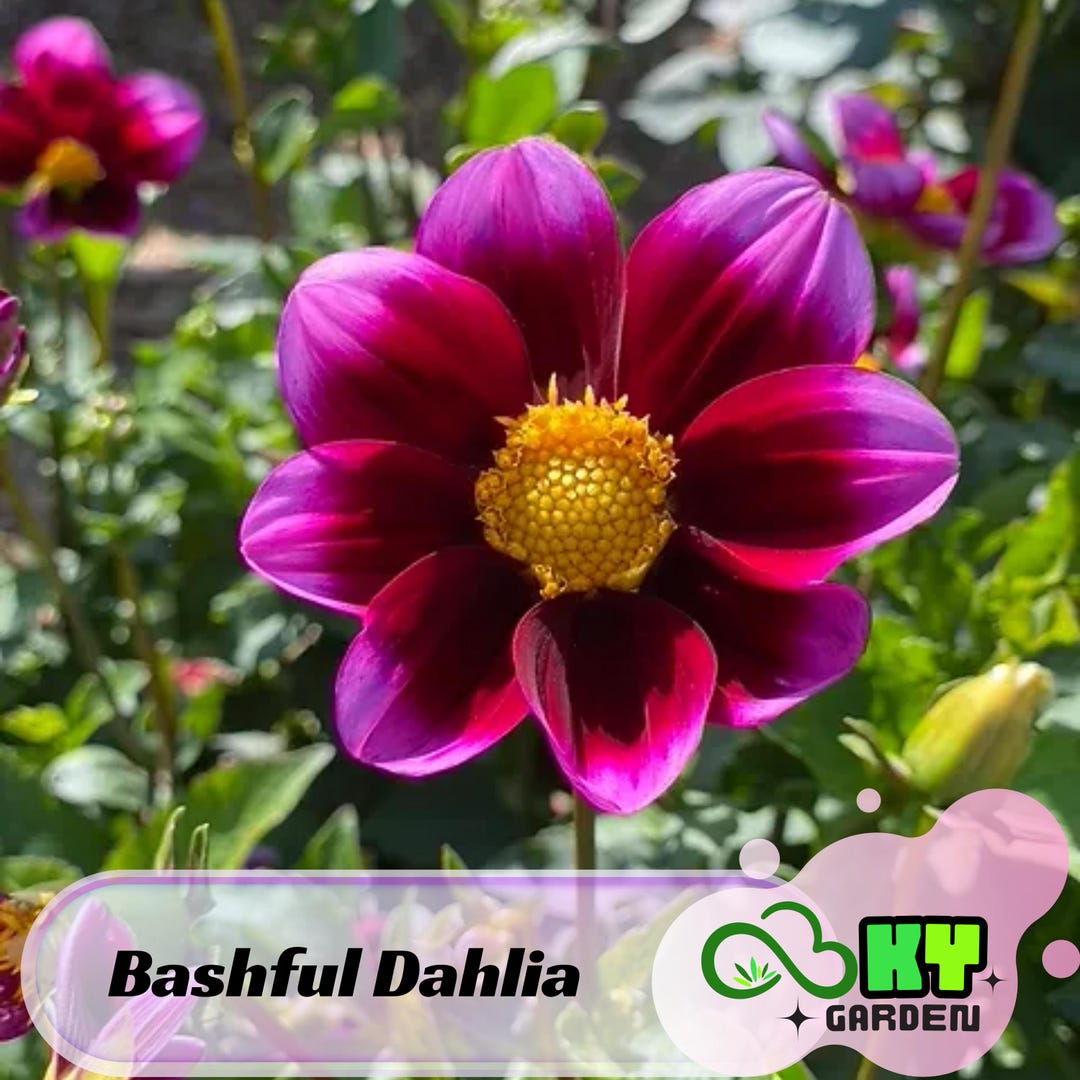 Bashful Dahlia Seeds - Showy Blooms,attracts Pollinators, Long Blooming ...