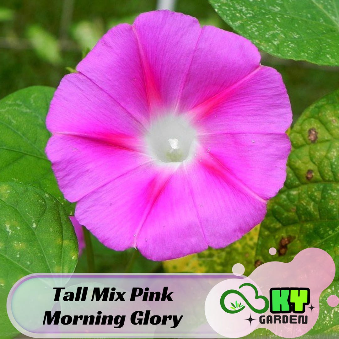 Tall Mix Pink Morning Glory Seeds - Fast Growing, Climbing Vine ...