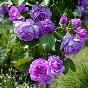 Purple Climbing Rose Seeds - Perennial, Cold Resistant, Open ...