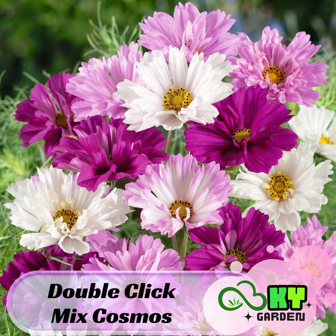 Double Click Mix Cosmos Seeds - Showy Blooms, Attracts Pollinators ...
