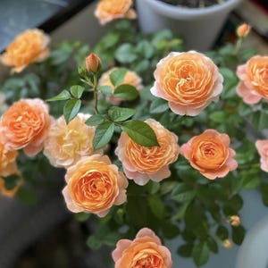 Juicy Terrazza Rose Seeds - Perennial, Open-pollinating, Deciduous ...