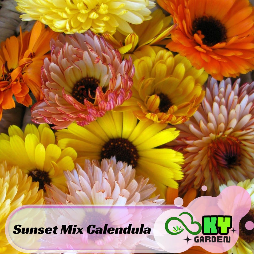 Sunset Mix Calendula Seeds - Edible, Attracts Pollinators, Drought ...