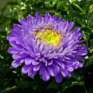Gremlin Double - Aster Seeds - Annual, Soft Yellow Flowers,attracts ...