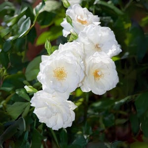 White Climbing Rose Seeds - Perennial, Open-pollinating, Deciduous ...