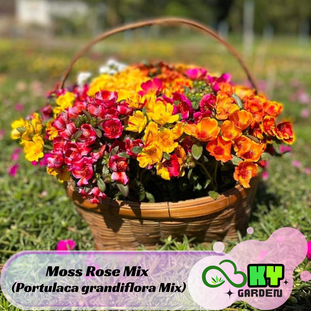 Moss Rose Mix (portulaca Grandiflora Mix) Seeds - Low Maintenance ...
