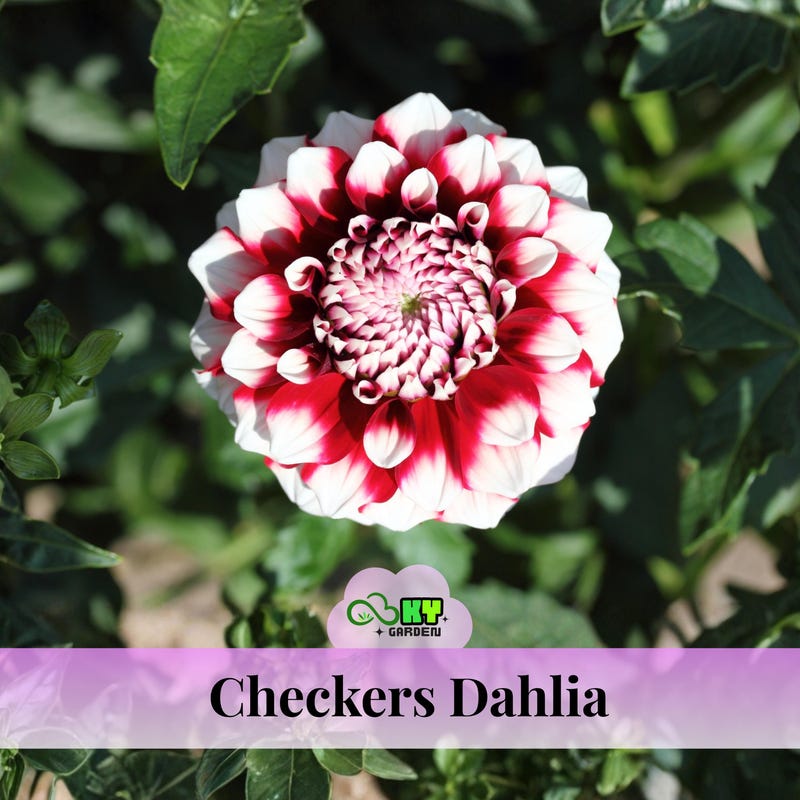Spring Checkers - Etsy