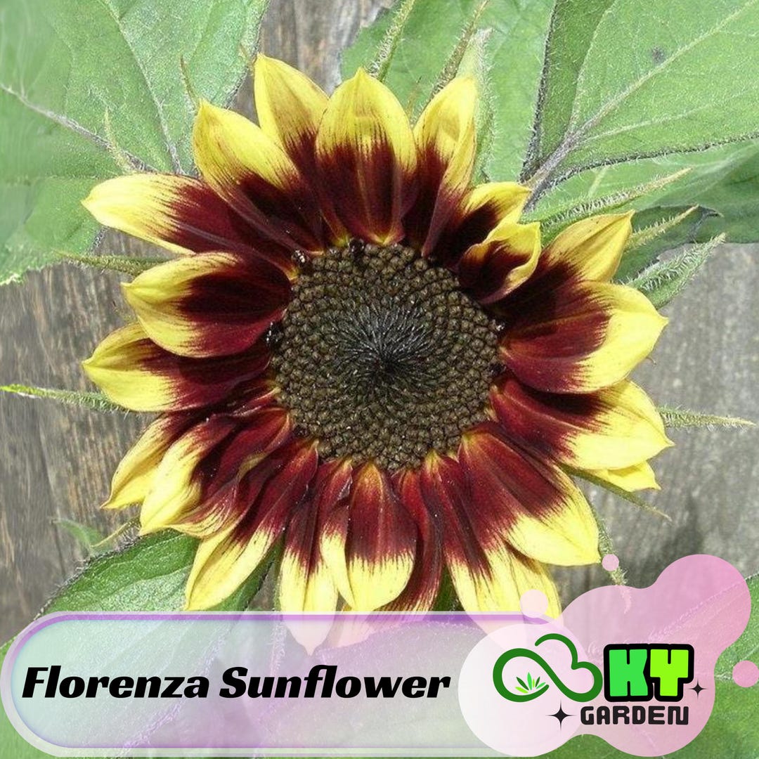 Florenza Sunflower Seeds - Showy Blooms, Fragrant, Long-lived, Attracts ...