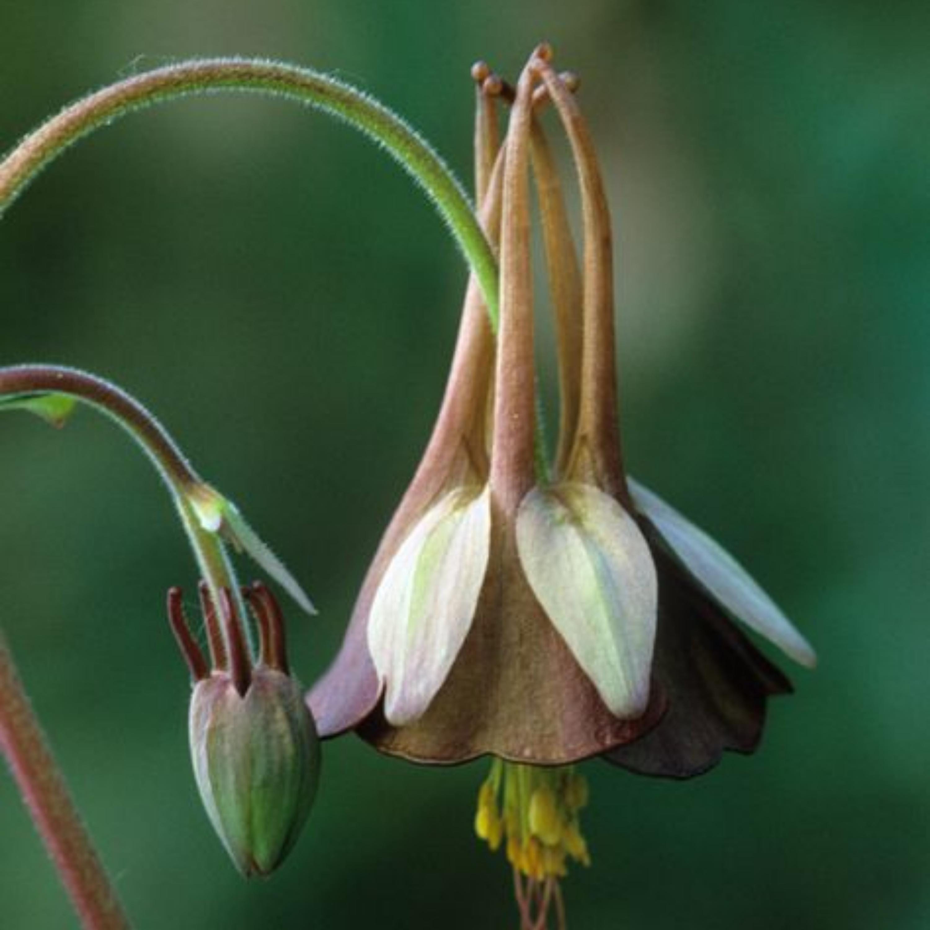 Chocolate Soldier' Columbine Seeds - Deciduous - Cold Resistant ...
