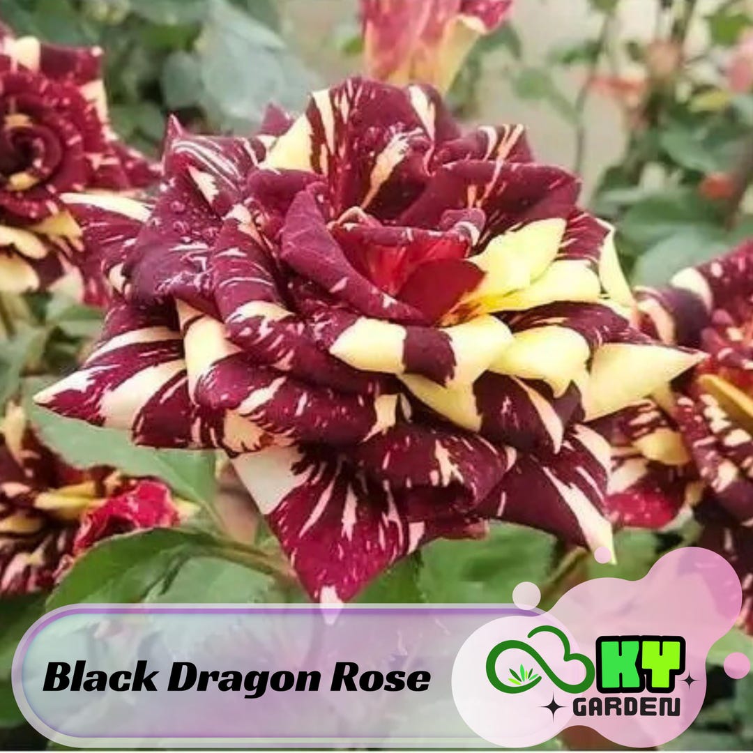 Black Dragon Rose Seeds - Perennial, Cold Resistant, Open-pollinating ...