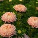 Tower Chamois - Aster Seeds - Annual, Soft Yellow Flowers,attracts ...