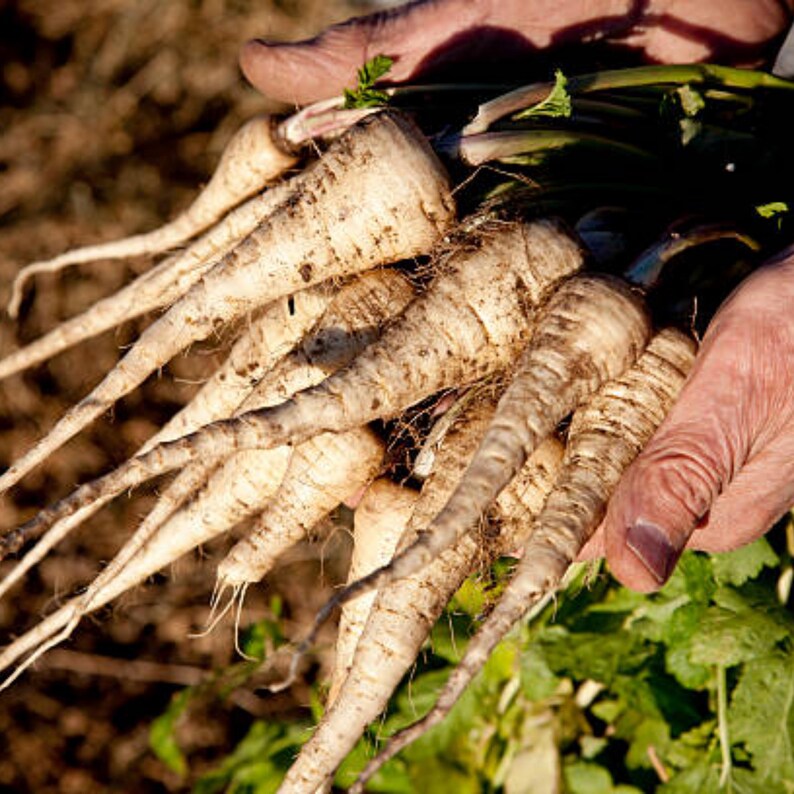 Early Harris Model Parsnip Seeds - Biennial -edible, Cold Resistant ...