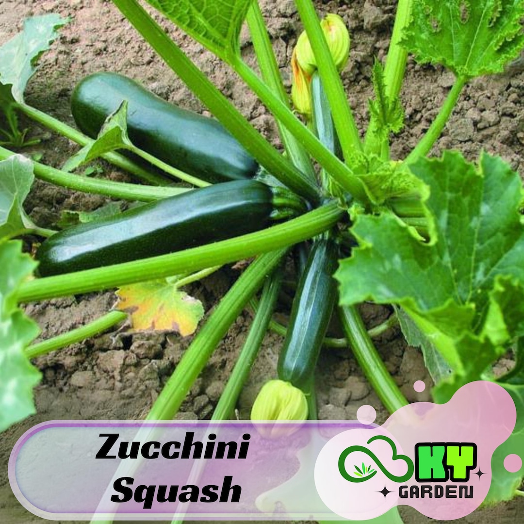 Zucchini Squash Seeds - Annual - Edible, High Yield, Fast Growing, Open ...