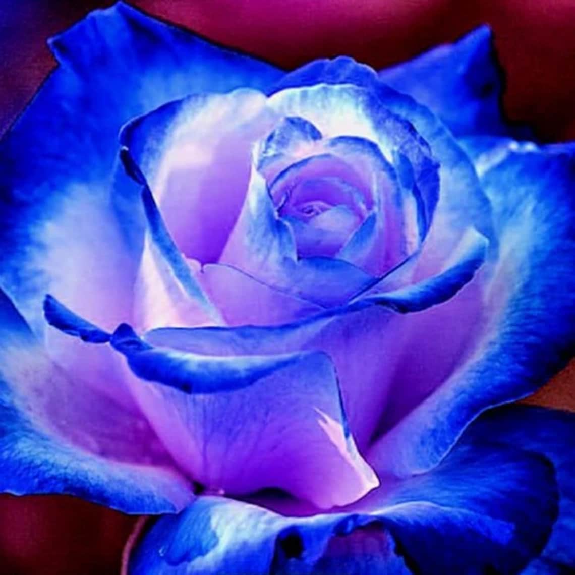15s|blues Blue Rose Seeds - Perennial, Cold Resistant, Open-pollinating ...