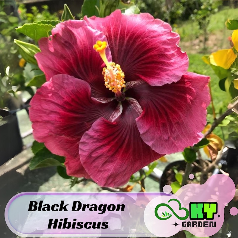 Double Tropical Hibiscus - Etsy