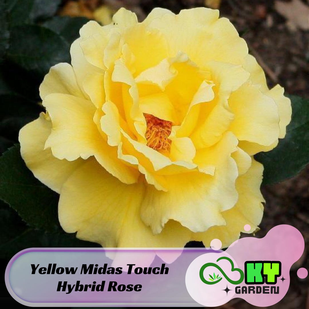 Yellow Midas Touch Hybrid Rose Seeds – Perennial, Cold Resistant ...