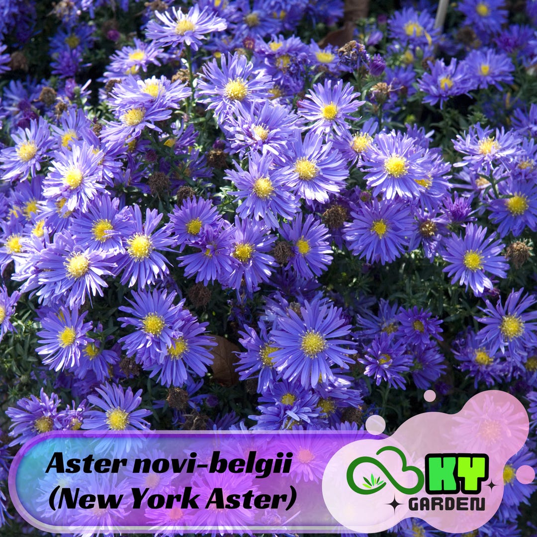 Aster Novi-belgii (new York Aster) Seeds - Annual, Soft Yellow Flowers ...