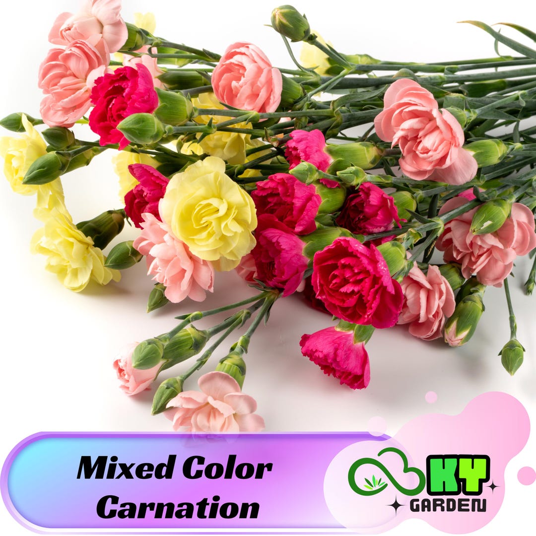 Mixed Color Carnation Seeds - Showy Blooms, Compact Growth, Attracts ...