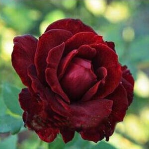 15s|true Blood Rose Seeds , Cold Resistant, Open-pollinating, Deciduous ...