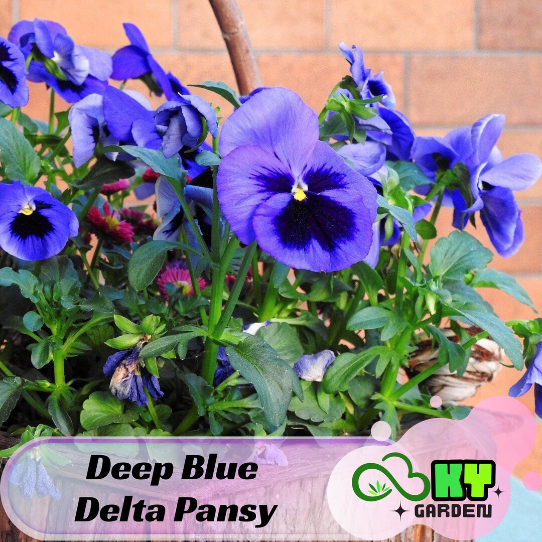 Deep Blue Delta Pansy Seeds - Cold Resistant - Open-pollinating - Self ...