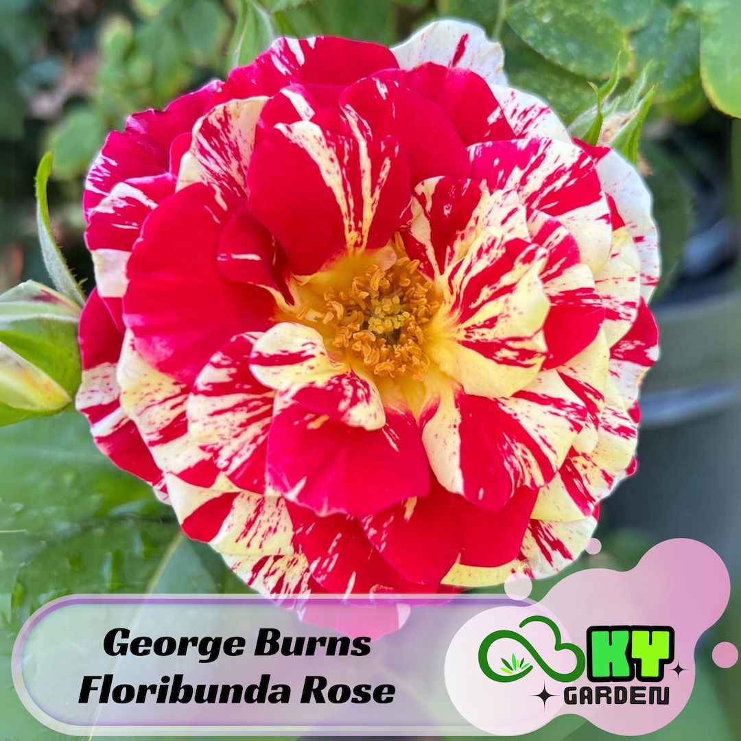 George Burns Floribunda Rose Seeds - Perennial, Open-pollinating ...