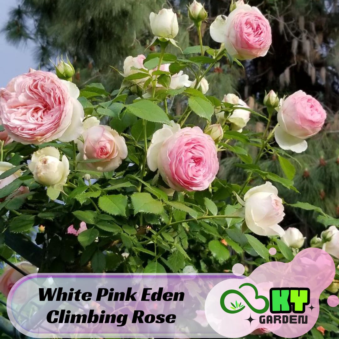 15s|white Pink Eden Climbing Rose Seeds – Cold Resistant, Open ...