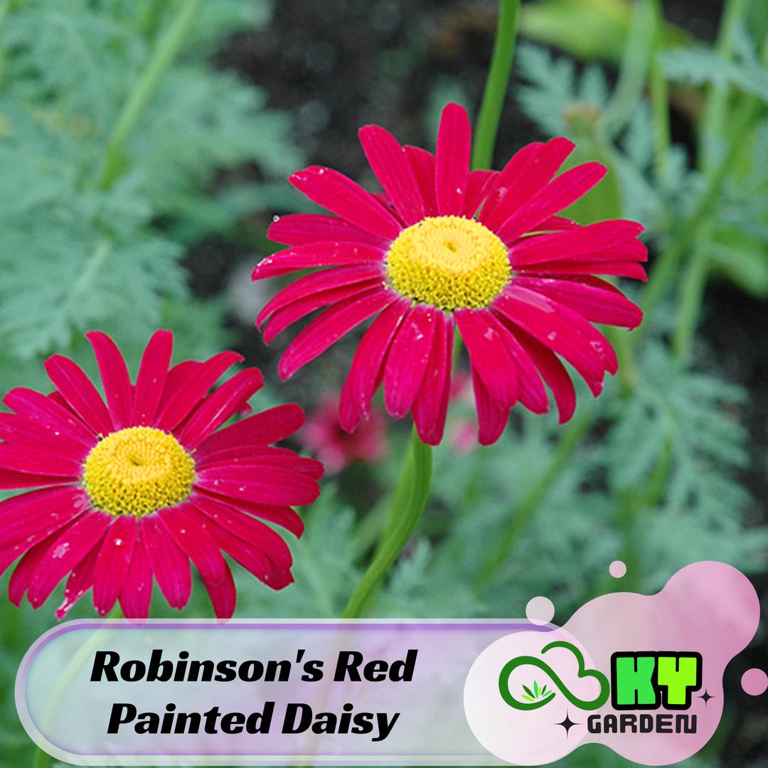 Robinson's Red Painted Daisy Seeds - Showy Blooms,attracts Pollinators ...