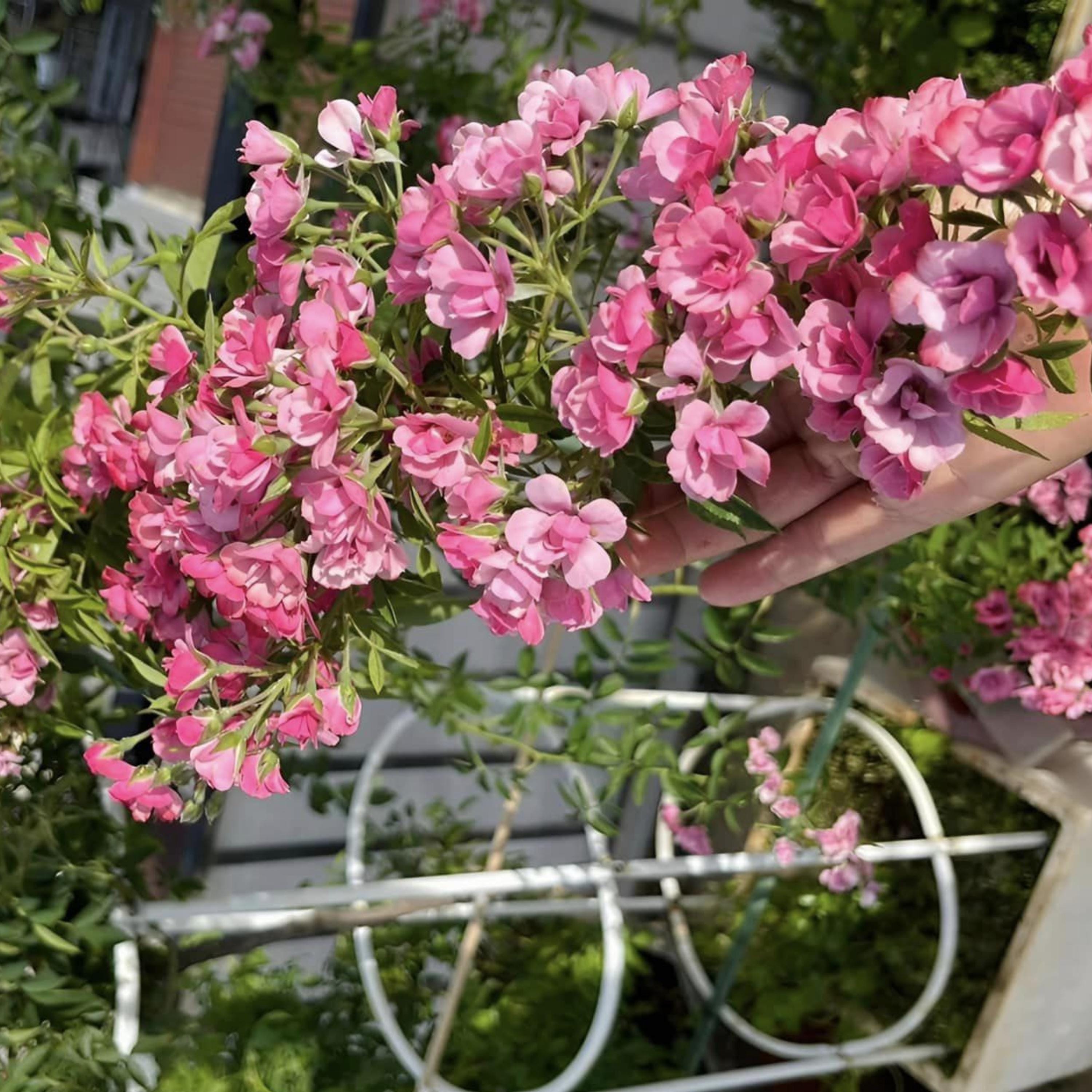 Mac Spice Rose Seeds - Perennial, Open-pollinating, Deciduous ...