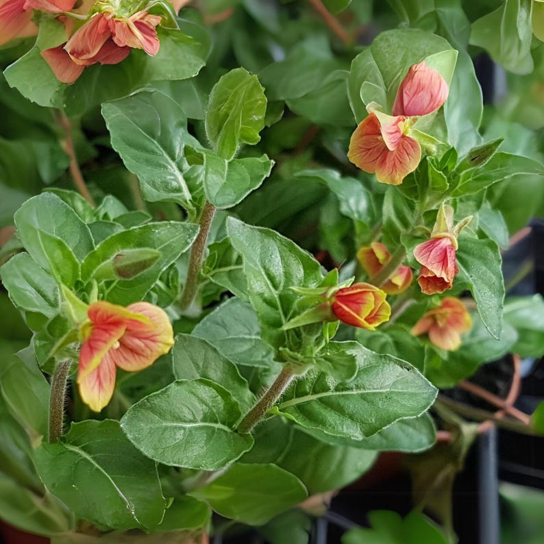 Oenothera Fruticosa 'blood Orange' Seeds - Showy Blooms, Fragrant ...