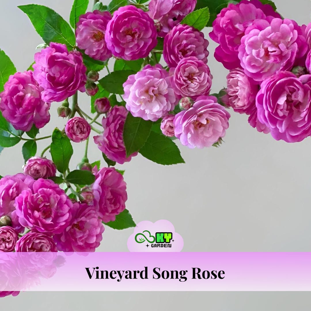 Vineyard Song Rose Seeds - Perennial, Open-pollinating, Deciduous ...
