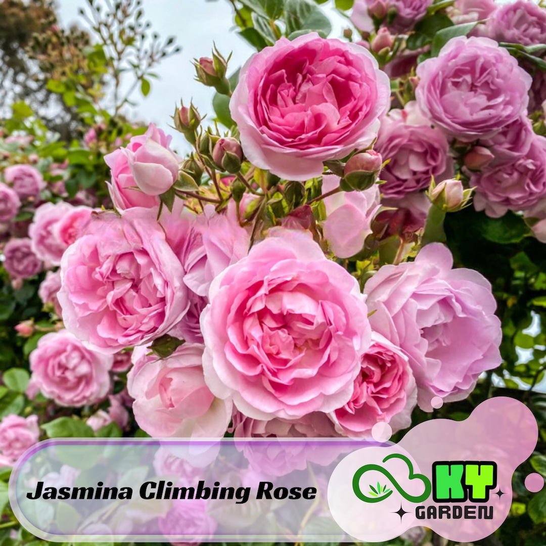 Jasmina Climbing Rose Seeds - Perennial, Cold Resistant,open-pollinating,deciduous,beautiful ...