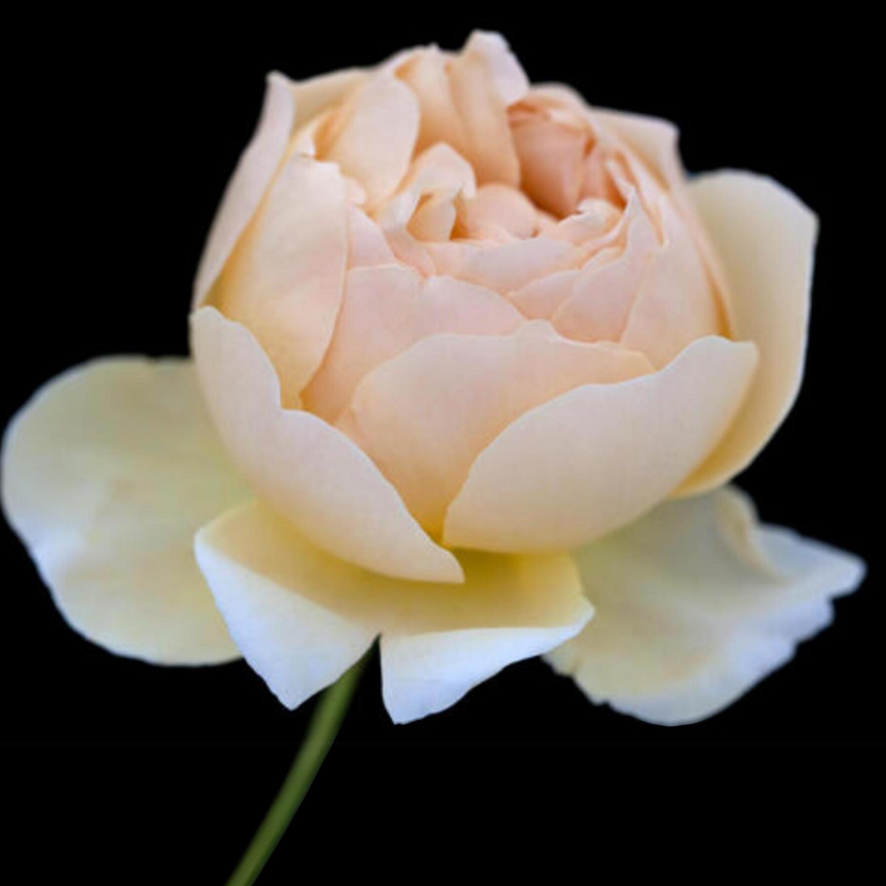 15s|judge the Obscure Rose Seeds - Perennial, Open-pollinating ...