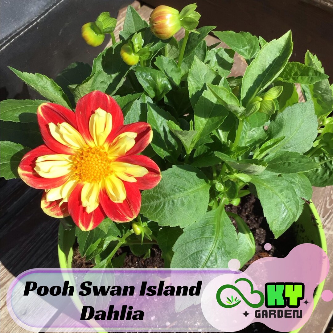 Pooh Swan Island Dahlia Seeds - Attracts Pollinators, Long Blooming ...