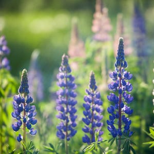 Lupinus Rivularis (riverbank Lupine) Seeds - Fast Growing, Drought ...
