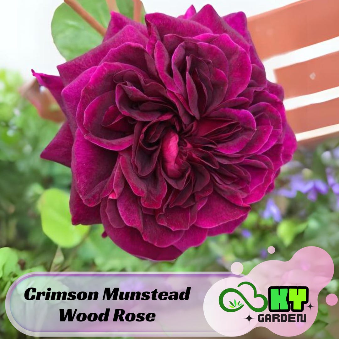 Crimson Munstead Wood Rose Seeds - Perennial, Open-pollinating ...