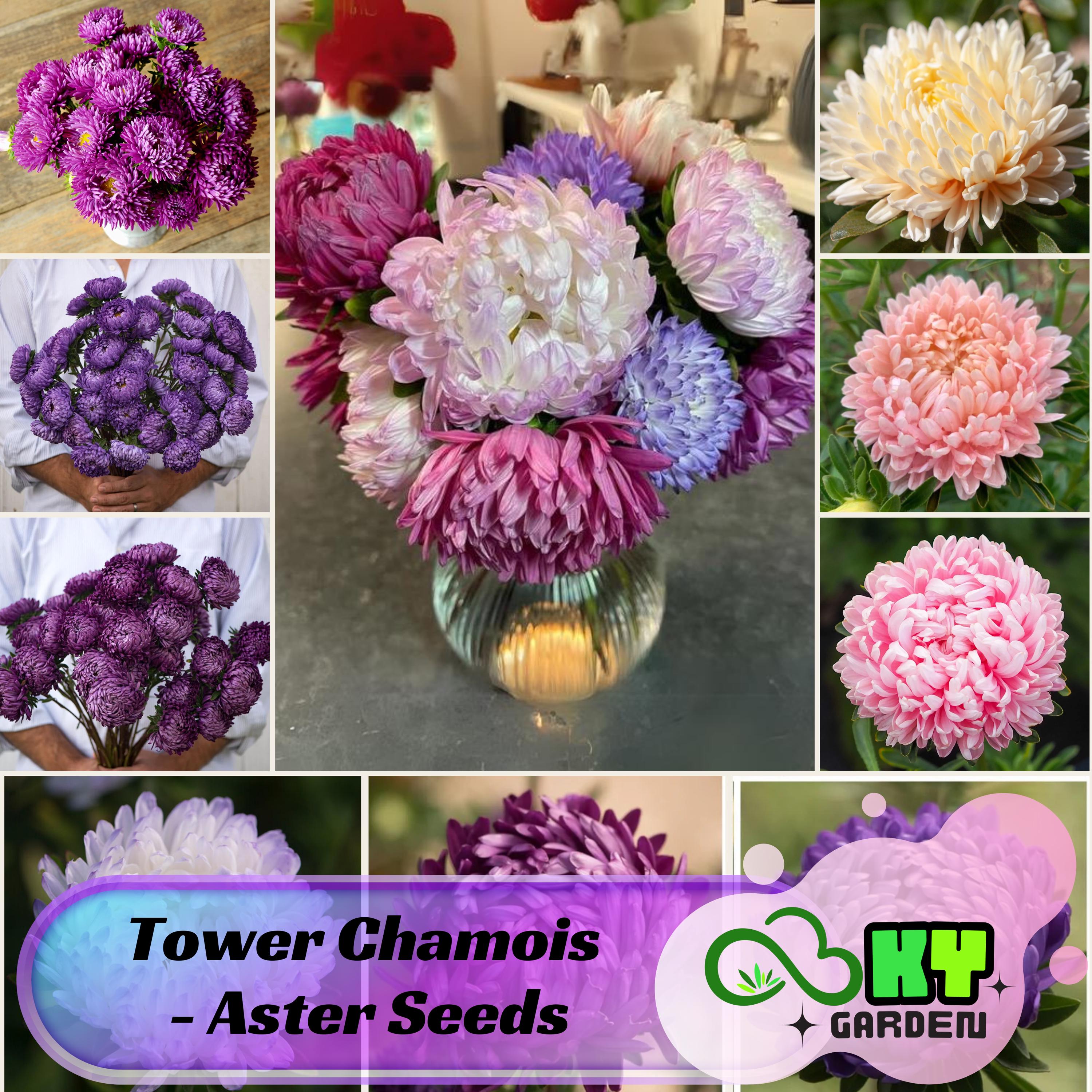 Tower Chamois - Aster Seeds - Annual, Soft Yellow Flowers,attracts ...