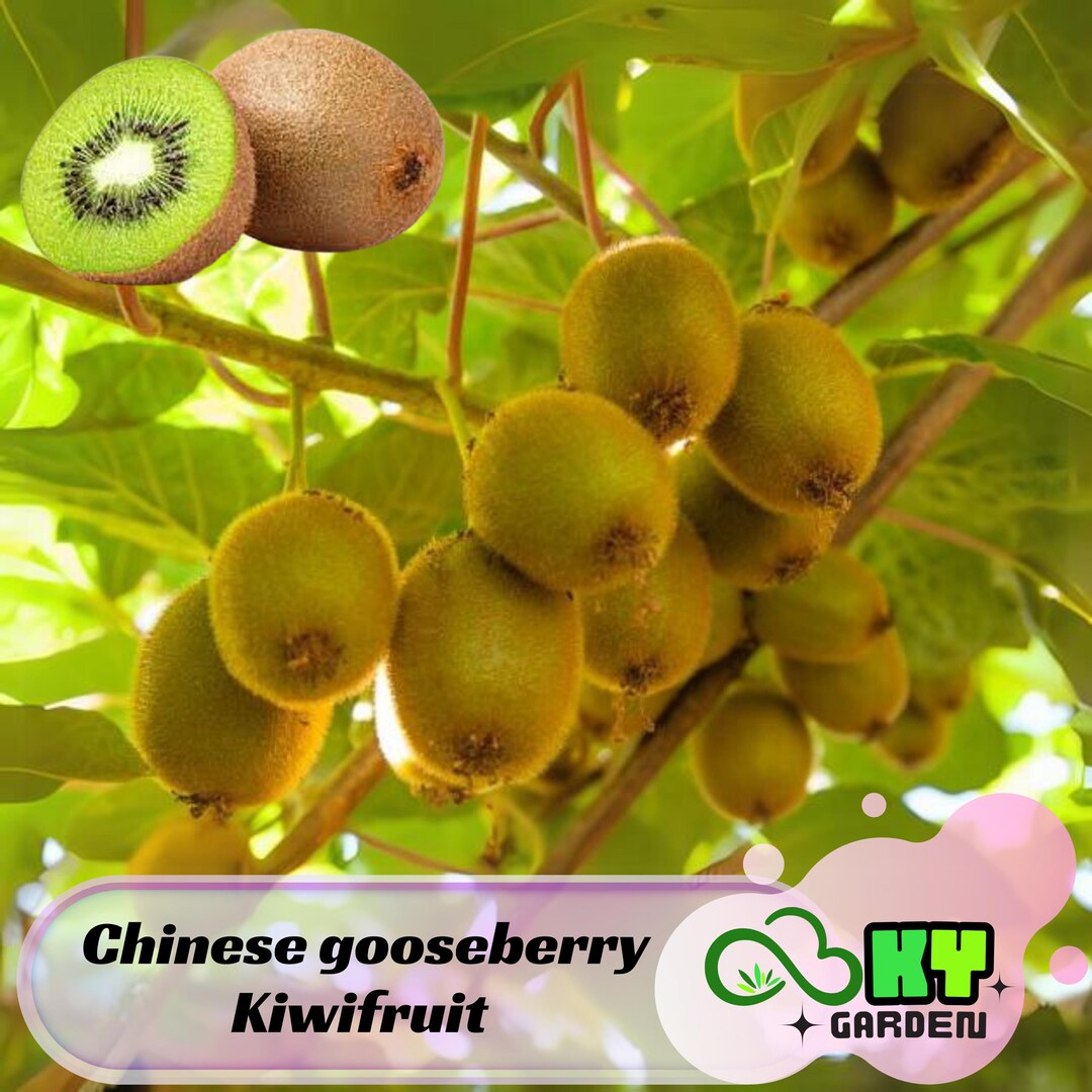 Chinese Gooseberry Kiwifruit Seeds - Perennial - Edible, High Yield, Fragrant Flowers, Vigorous ...