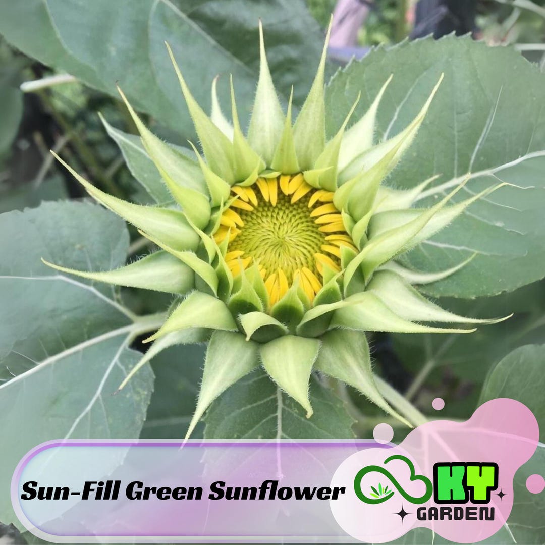 Sun-fill Green Sunflower Seeds - Showy Blooms, Fast Growing, Attracts ...