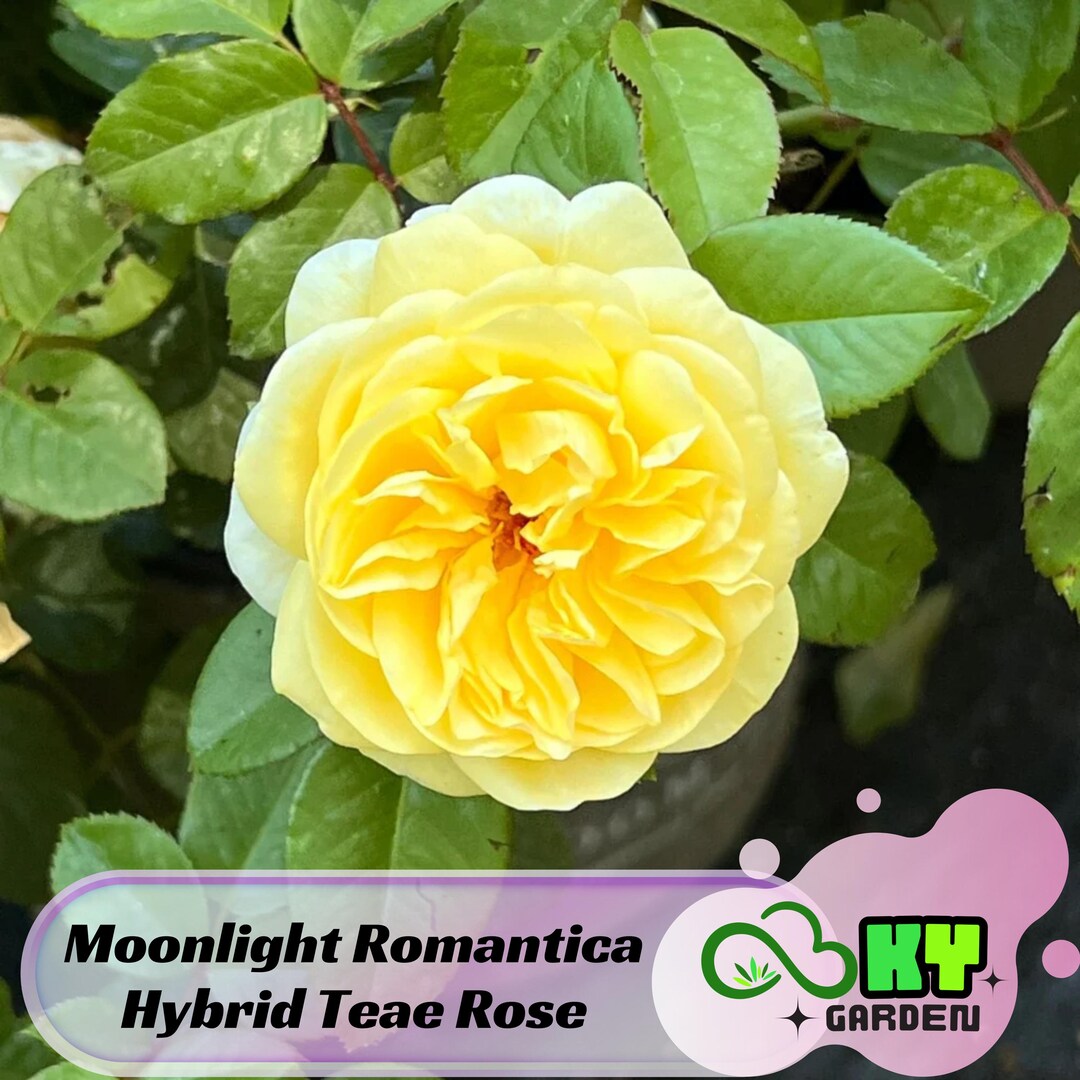 Moonlight Romantica Hybrid Tea Rose Seeds – Perennial, Open-pollinating ...